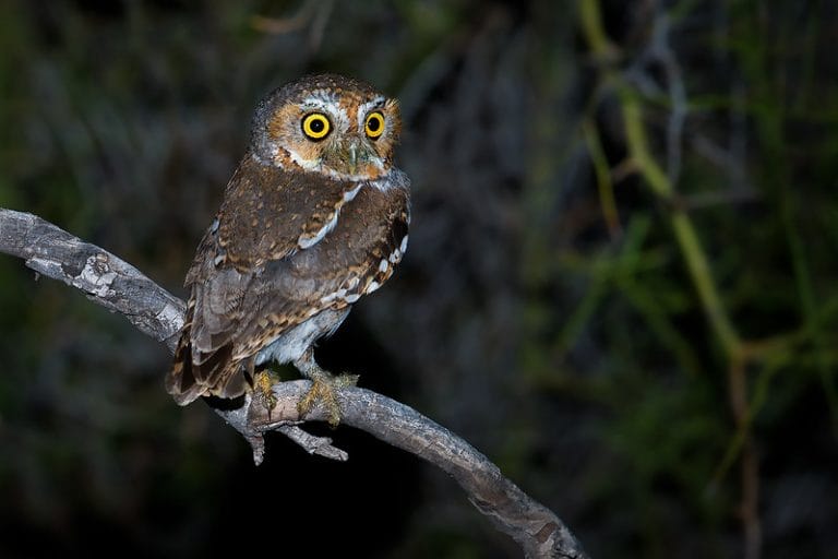Elf Owl - Facts, Habitat, Diet, Life Cycle, Pictures, and More