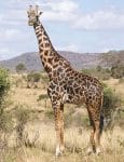 Masai Giraffe - Facts, Habitat, Diet, Life Cycle, Pictures