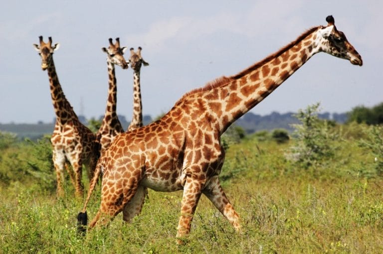 Masai Giraffe - Facts, Habitat, Diet, Life Cycle, Pictures