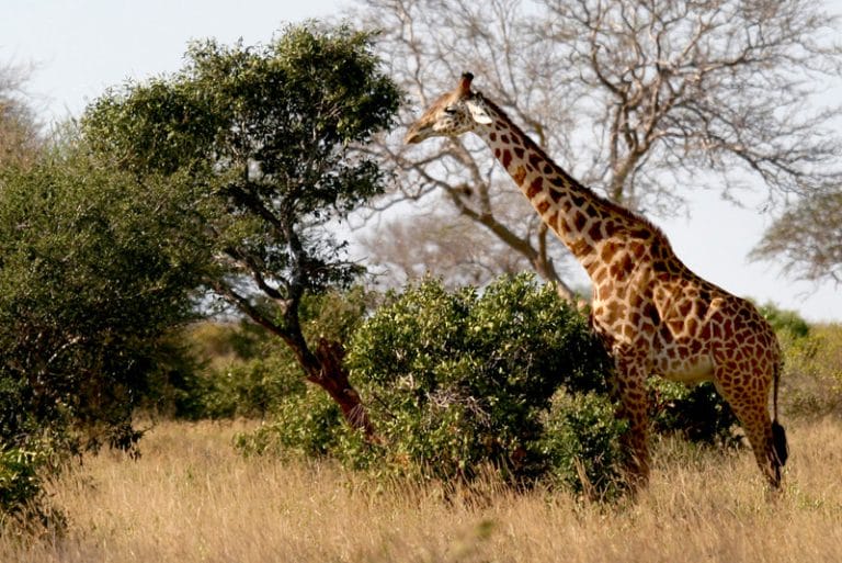 Masai Giraffe - Facts, Habitat, Diet, Life Cycle, Pictures