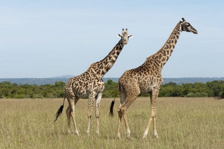 Masai Giraffe - Facts, Habitat, Diet, Life Cycle, Pictures