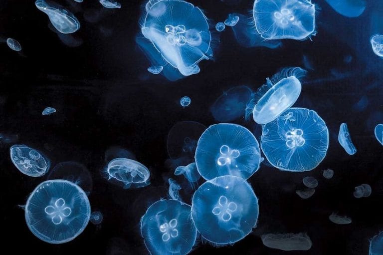 Moon Jellyfish - Facts, Habitat, Diet, Life Cycle, Pictures