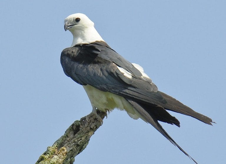 Swallow-Tailed Kite - Facts, Habitat, Diet, Life Cycle, Pictures