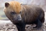 Bush Dog - Facts, Habitat, Diet, Life Cycle, Pictures, and More