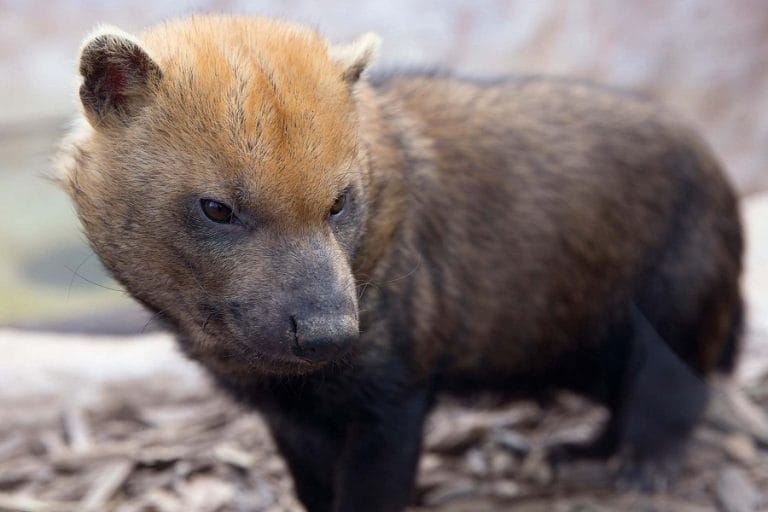 Bush Dog - Facts, Habitat, Diet, Life Cycle, Pictures, and More