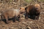 Bush Dog - Facts, Habitat, Diet, Life Cycle, Pictures, and More