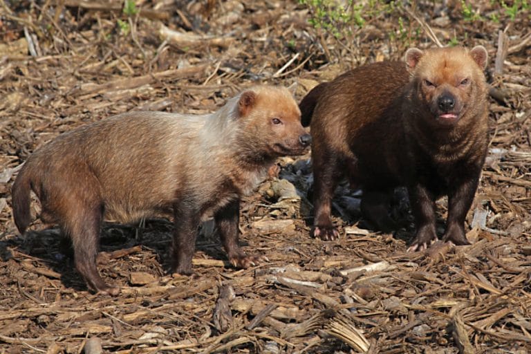 Bush Dog - Facts, Habitat, Diet, Life Cycle, Pictures, and More