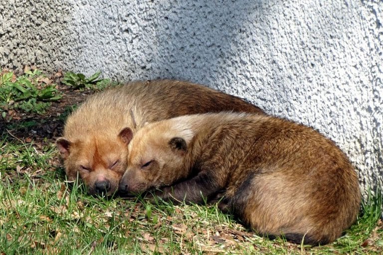 Bush Dog - Facts, Habitat, Diet, Life Cycle, Pictures, and More