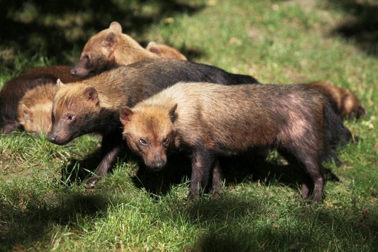 Bush Dog - Facts, Habitat, Diet, Life Cycle, Pictures, and More