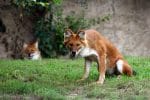 Dhole - Facts, Habitat, Diet, Life Cycle, Pictures, and More