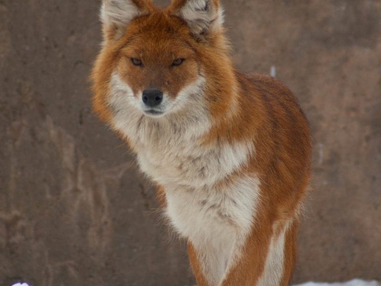 Dhole Facts, Habitat, Diet, Life Cycle, Baby, Pictures