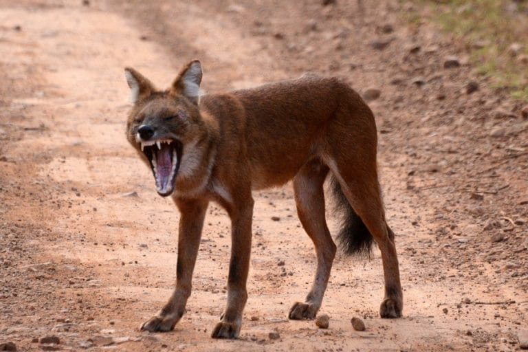 Dhole - Facts, Habitat, Diet, Life Cycle, Pictures, and More