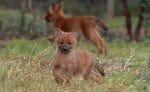 Dhole - Facts, Habitat, Diet, Life Cycle, Pictures, and More