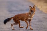 Dhole - Facts, Habitat, Diet, Life Cycle, Pictures, and More