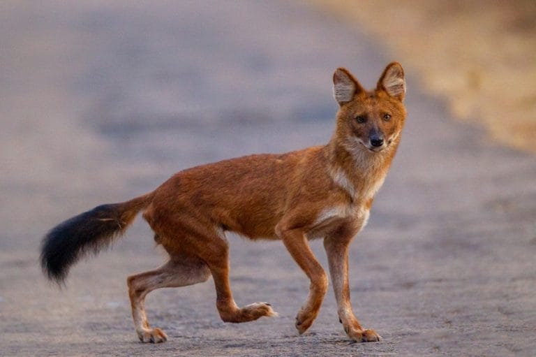 Dhole - Facts, Habitat, Diet, Life Cycle, Pictures, and More