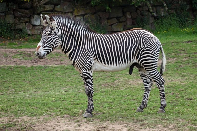 Grevy's Zebra - Facts, Habitat, Diet, Life Cycle, and Pictures