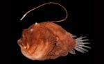 Humpback Anglerfish - Facts, Habitat, Diet, Life Cycle, Pictures