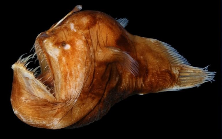 Humpback Anglerfish - Facts, Habitat, Diet, Life Cycle, Pictures