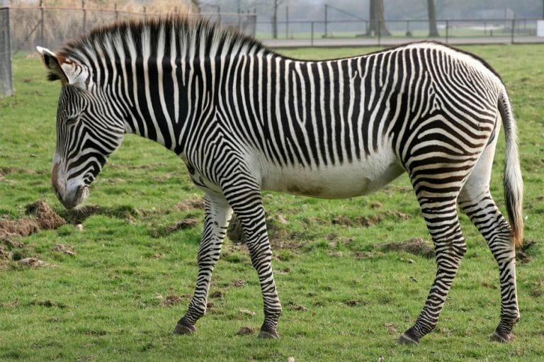 Zebra Facts, Types, Diet, Reproduction, Classification, Pictures