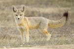 Kit Fox - Facts, Habitat, Diet, Life Cycle, Pictures, and More