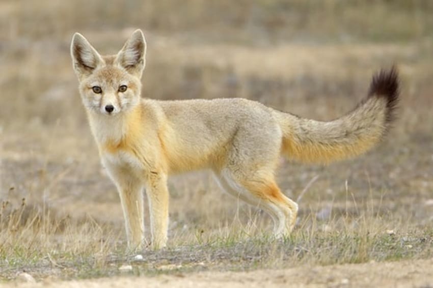 Kit Fox Facts Habitat Diet Life Cycle Baby Pictures Kit Fox Facts Habitat Diet Life Cycle Baby Pictures