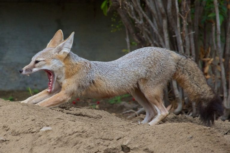 Kit Fox - Facts, Habitat, Diet, Life Cycle, Pictures, and More