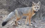 Kit Fox - Facts, Habitat, Diet, Life Cycle, Pictures, and More
