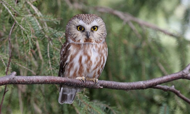 Saw Whet Owl - Facts, Habitat, Diet, Life Cycle, and Pictures