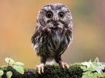 Saw Whet Owl - Facts, Habitat, Diet, Life Cycle, and Pictures