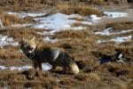 Tibetan Sand Fox - Facts, Habitat, Diet, Life Cycle, and Pictures