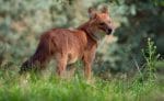 Dhole - Facts, Habitat, Diet, Life Cycle, Pictures, and More