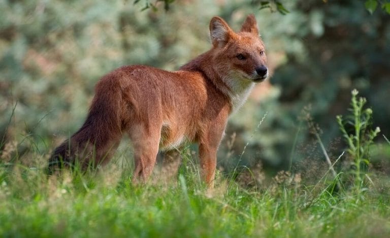 Dhole - Facts, Habitat, Diet, Life Cycle, Pictures, and More