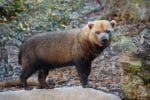 Bush Dog - Facts, Habitat, Diet, Life Cycle, Pictures, and More