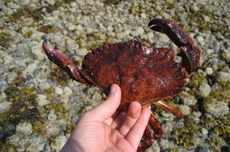 Red Rock Crab - Facts, Habitat, Diet, Life Cycle, and Pictures