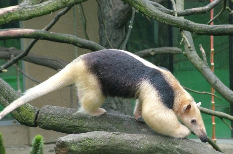 Southern Tamandua - Facts, Habitat, Diet, Life Cycle, and Pictures
