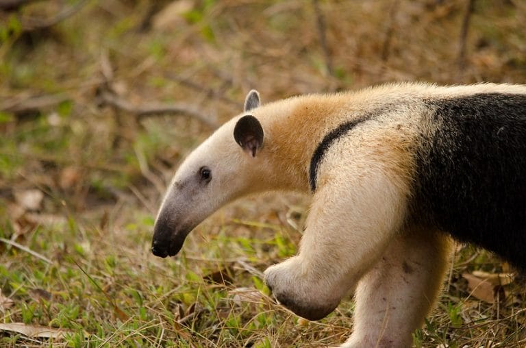 Southern Tamandua - Facts, Habitat, Diet, Life Cycle, and Pictures