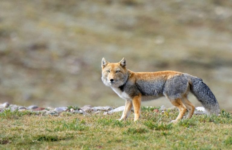 Tibetan Sand Fox - Facts, Habitat, Diet, Life Cycle, and Pictures