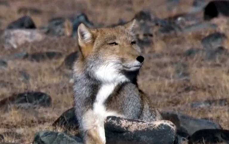 Tibetan Sand Fox - Facts, Habitat, Diet, Life Cycle, and Pictures
