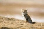 Tibetan Sand Fox - Facts, Habitat, Diet, Life Cycle, and Pictures