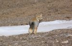 Tibetan Sand Fox - Facts, Habitat, Diet, Life Cycle, and Pictures