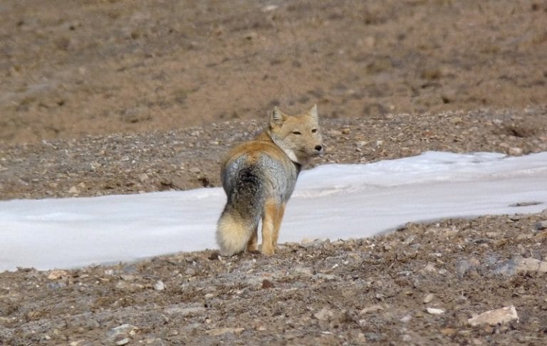 Tibetan Sand Fox - Facts, Habitat, Diet, Life Cycle, and Pictures