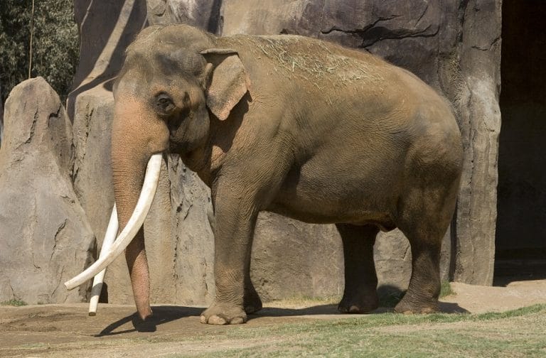 Asian Elephant - Facts, Weight, Habitat, Diet, Life Cycle, Pictures