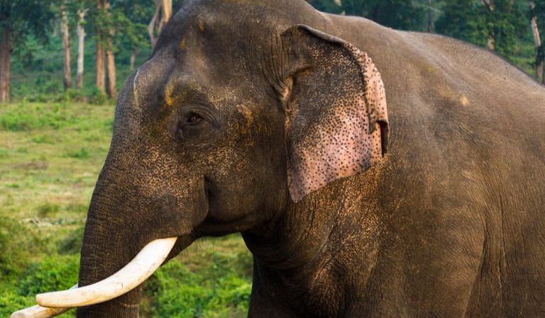 Asian Elephant - Facts, Weight, Habitat, Diet, Life Cycle, Pictures