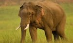 Asian Elephant - Facts, Weight, Habitat, Diet, Life Cycle, Pictures