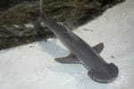 Bonnethead Shark - Facts, Size, Habitat, Diet, Life Cycle, Pictures