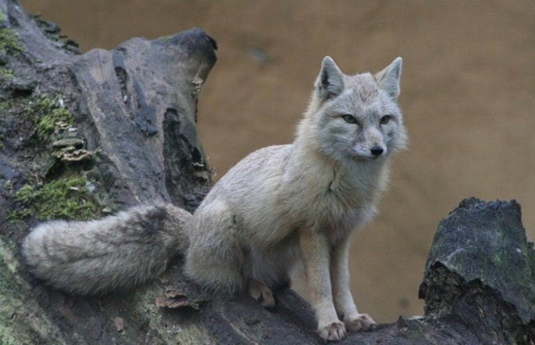 Corsac Fox - Facts, Habitat, Diet, Life Cycle, Pictures