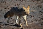 Culpeo Fox - Facts, Habitat, Diet, Life Cycle, Pictures