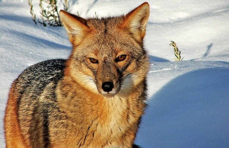 Culpeo Fox - Facts, Habitat, Diet, Life Cycle, Pictures