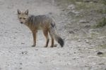 Culpeo Fox - Facts, Habitat, Diet, Life Cycle, Pictures