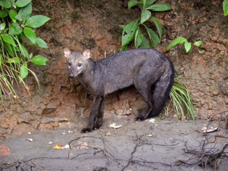 Short-Eared Dog (Zorro) - Facts, Habitat, Diet, Life Cycle, Pictures